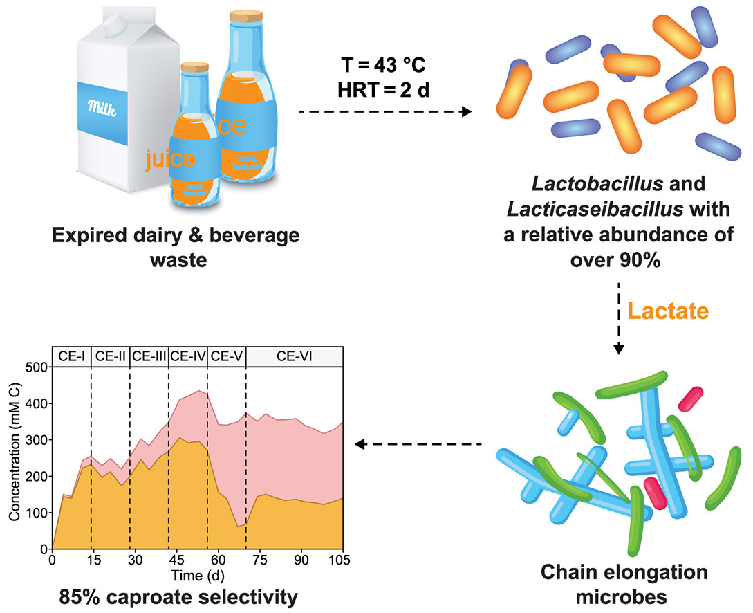 Lactate-mediated medium-chain fatty acid production from expired dairy ...